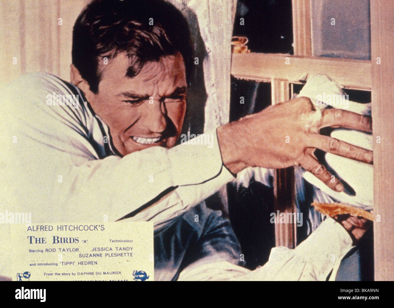 Rod Taylor The Birds