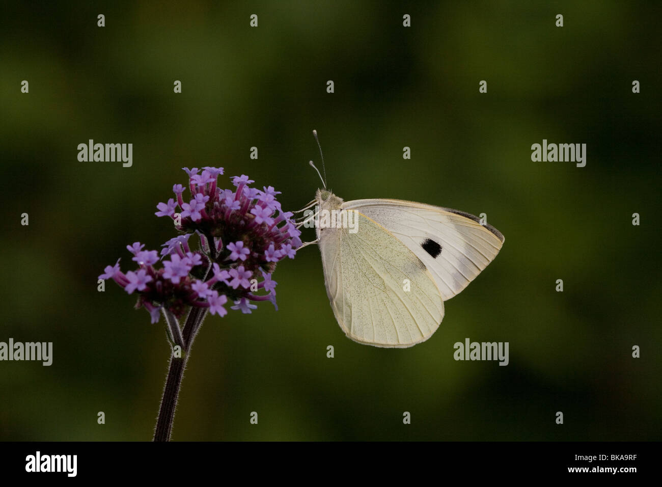 Large white nectar slurping the Verbena bonariensis Stock Photo - Alamy