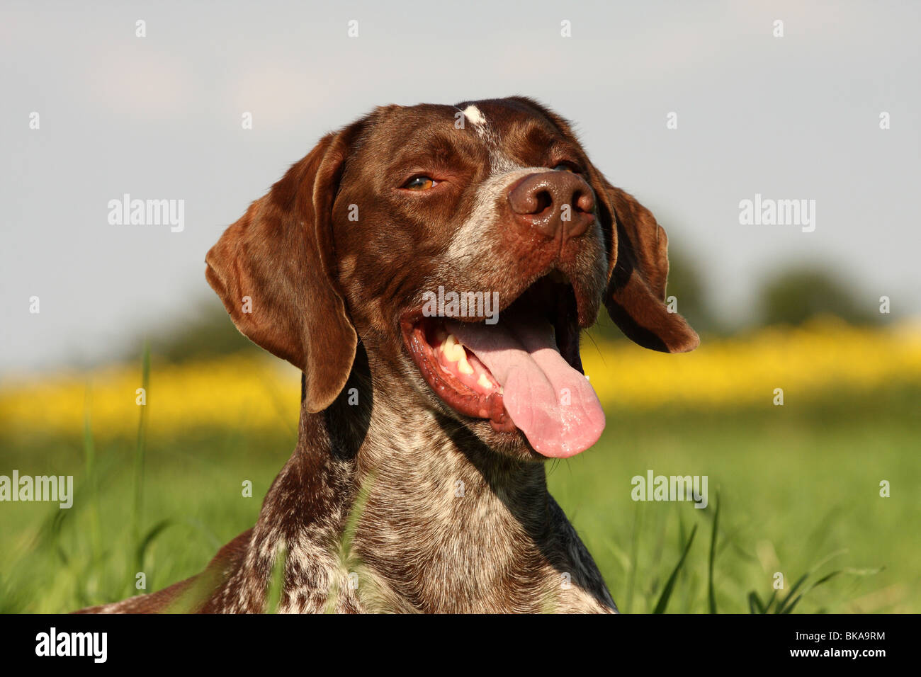 French Pointing Dog Stock Photo - Alamy