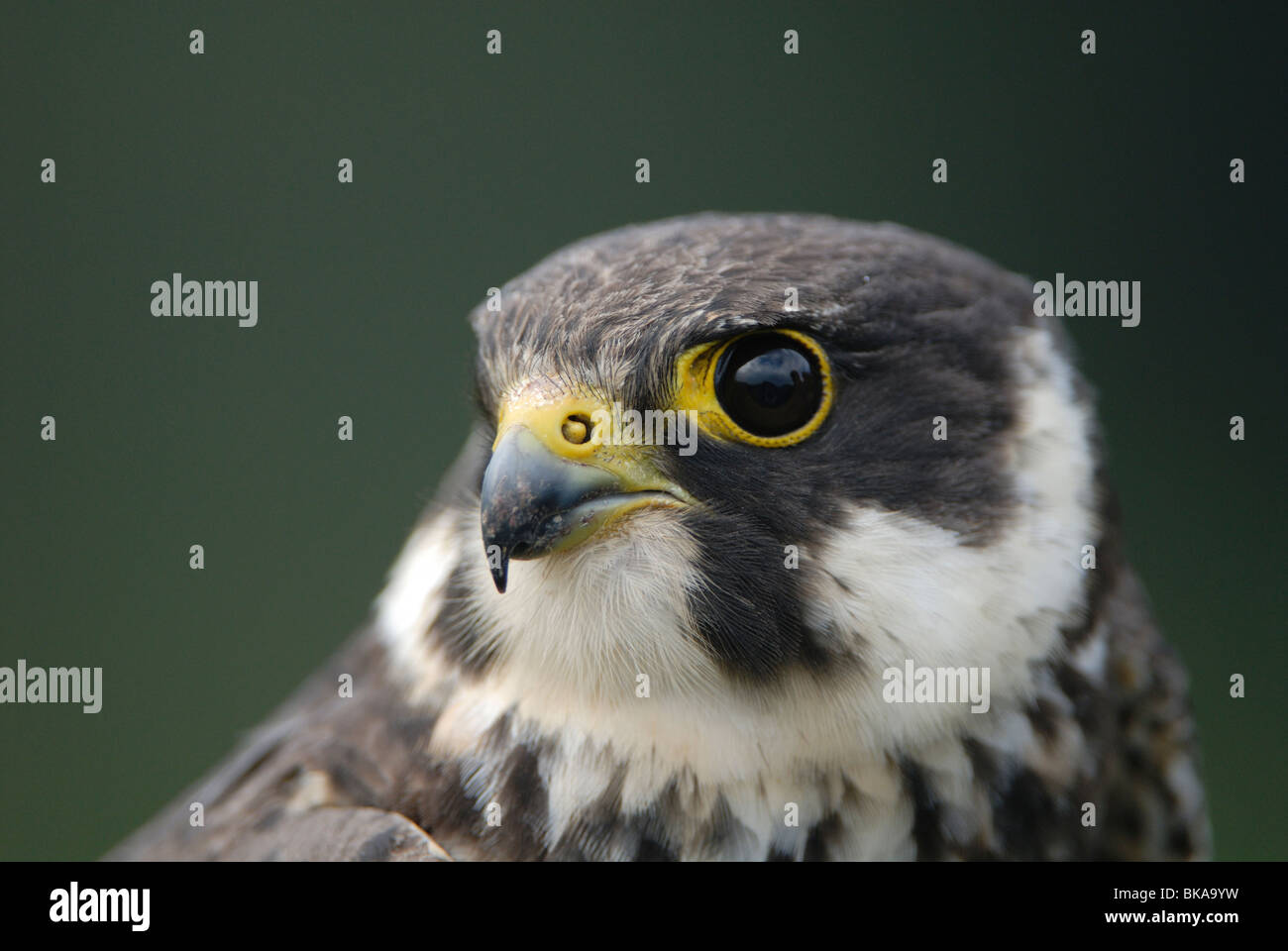 Boomvalk hi-res stock photography and images - Alamy