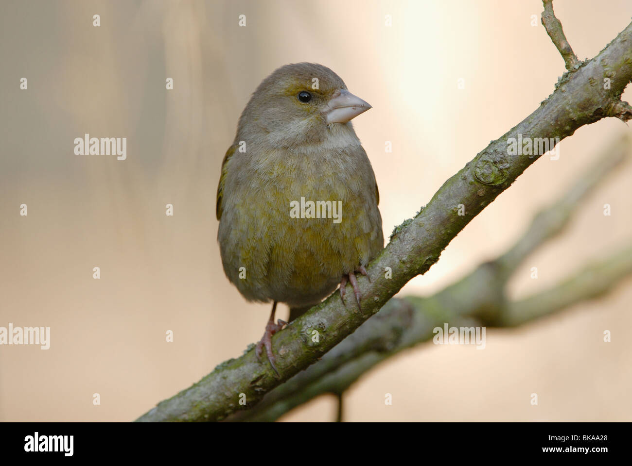 Female Greenfinch on branch Stock Photo - Alamy