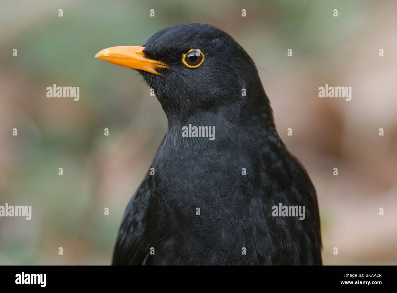 Portrait male Blackbird Stock Photo - Alamy