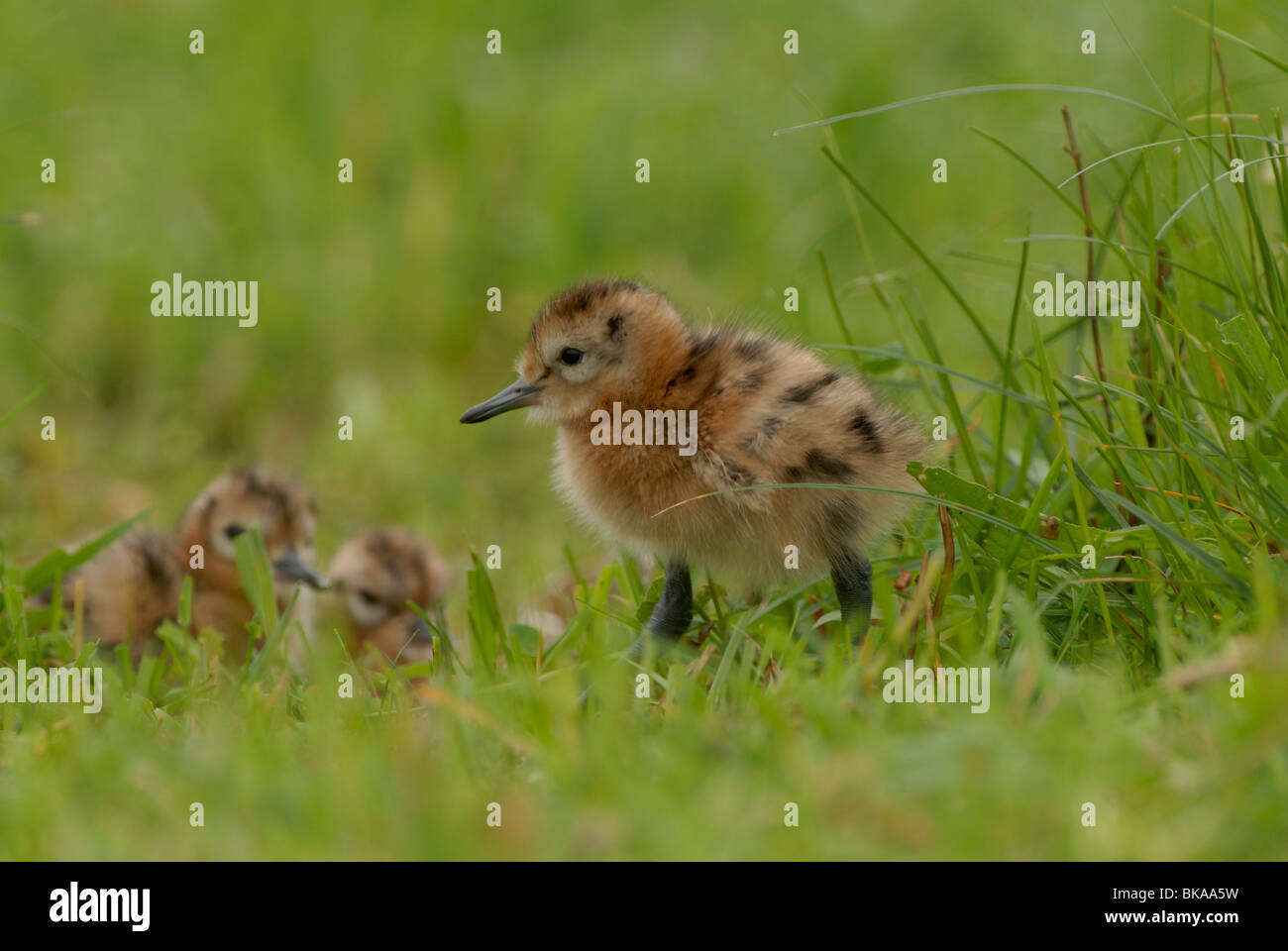 Black-tailed Godwit hatchling one day old Stock Photo - Alamy
