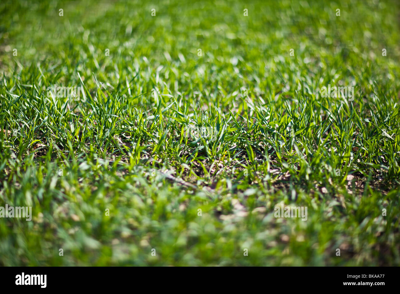 Breaking ground vegetable garden hi-res stock photography and images ...