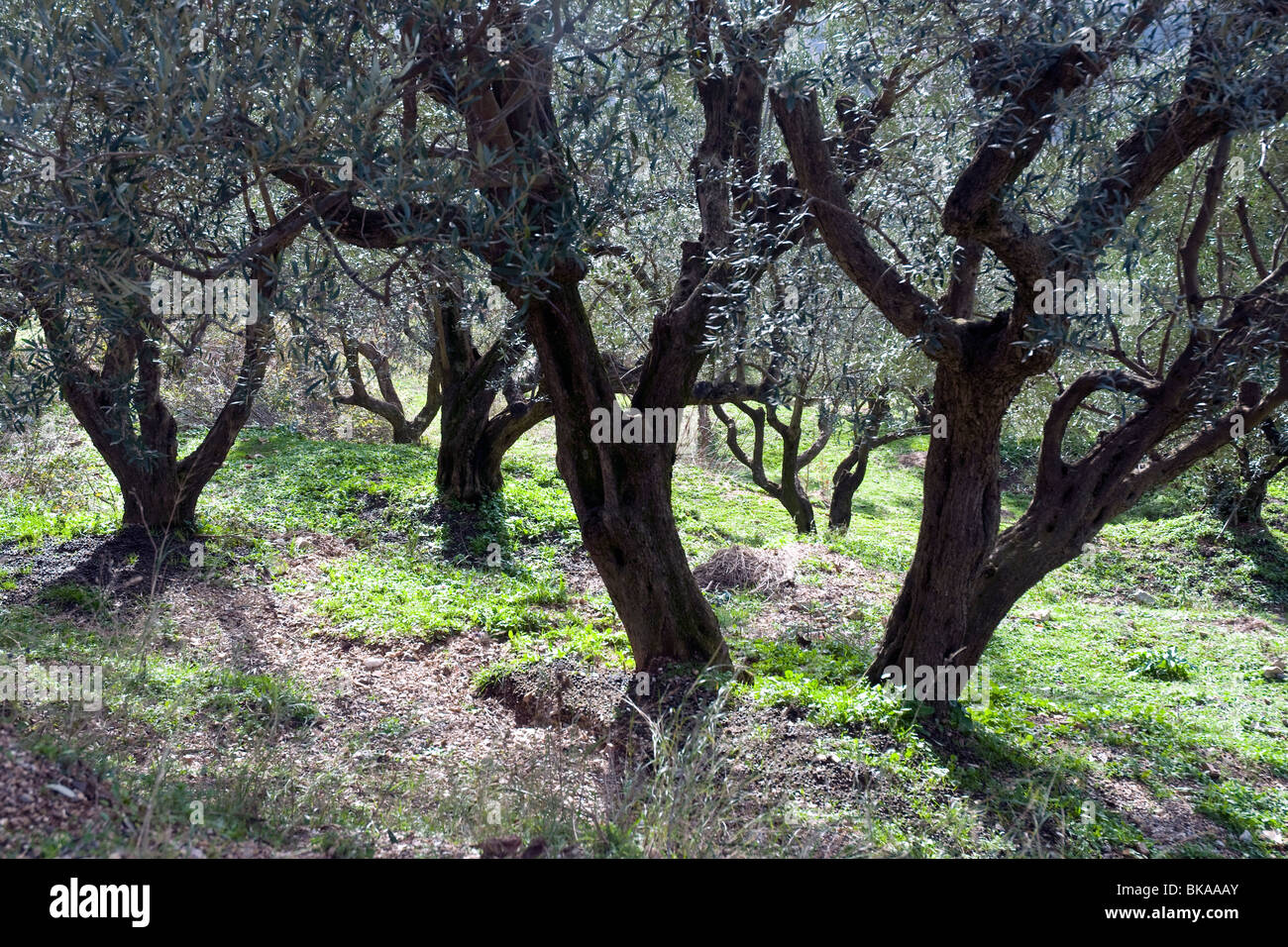 A few of the many, many olive trees growing in Albania Stock Photo - Alamy