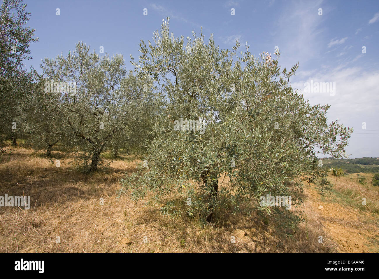 Ancient olive trees olea europaea hi-res stock photography and images ...