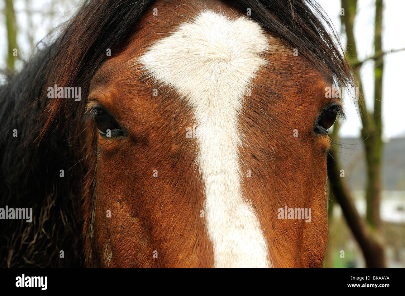 Horse giving soulful look into camera Stock Photo - Alamy