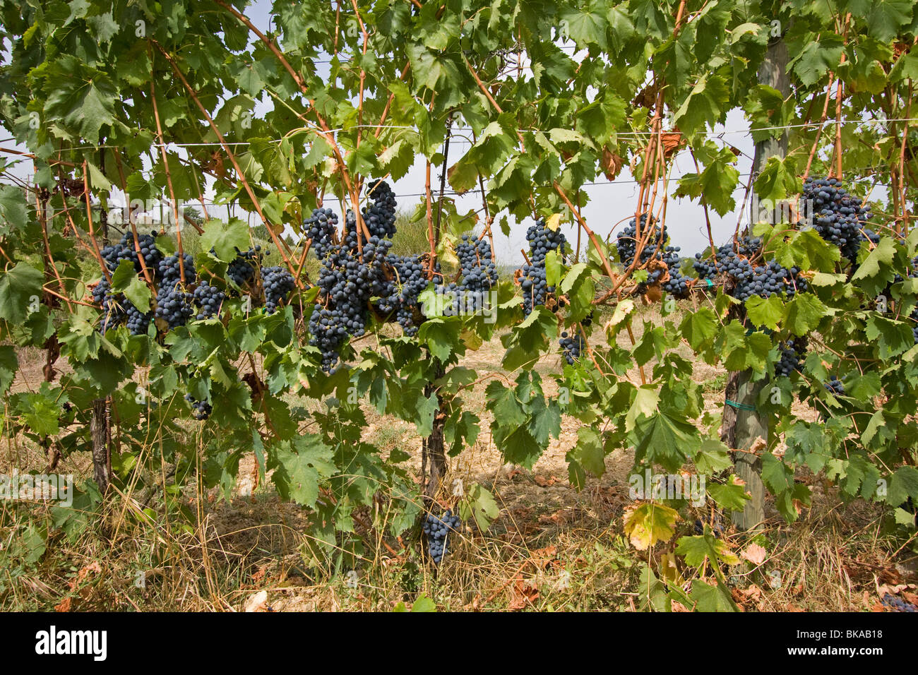 Wein Toscana High Resolution Stock Photography and Images - Alamy