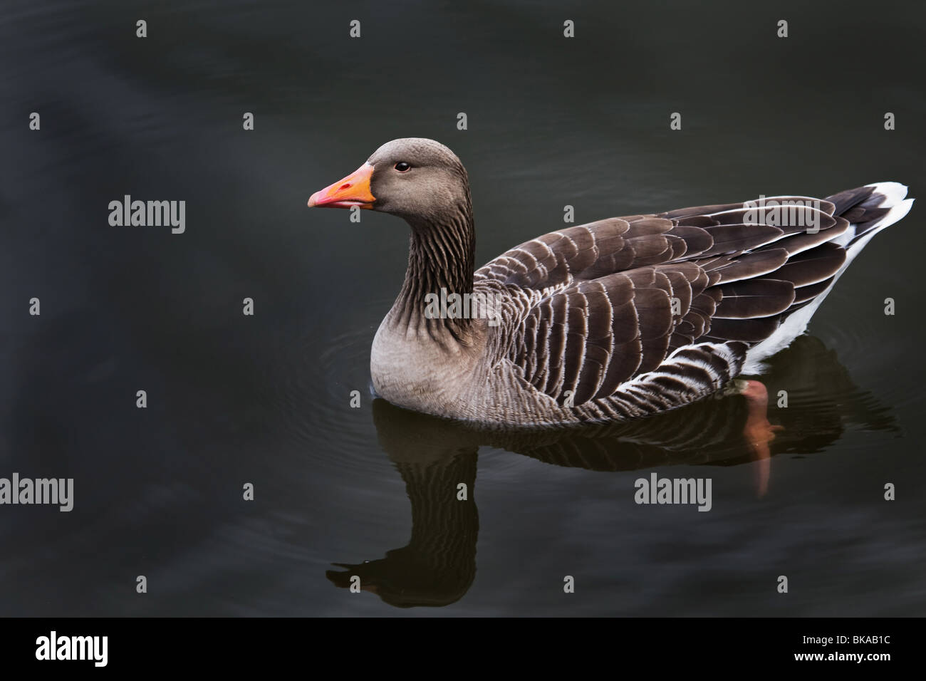 Graceful goose hi-res stock photography and images - Alamy