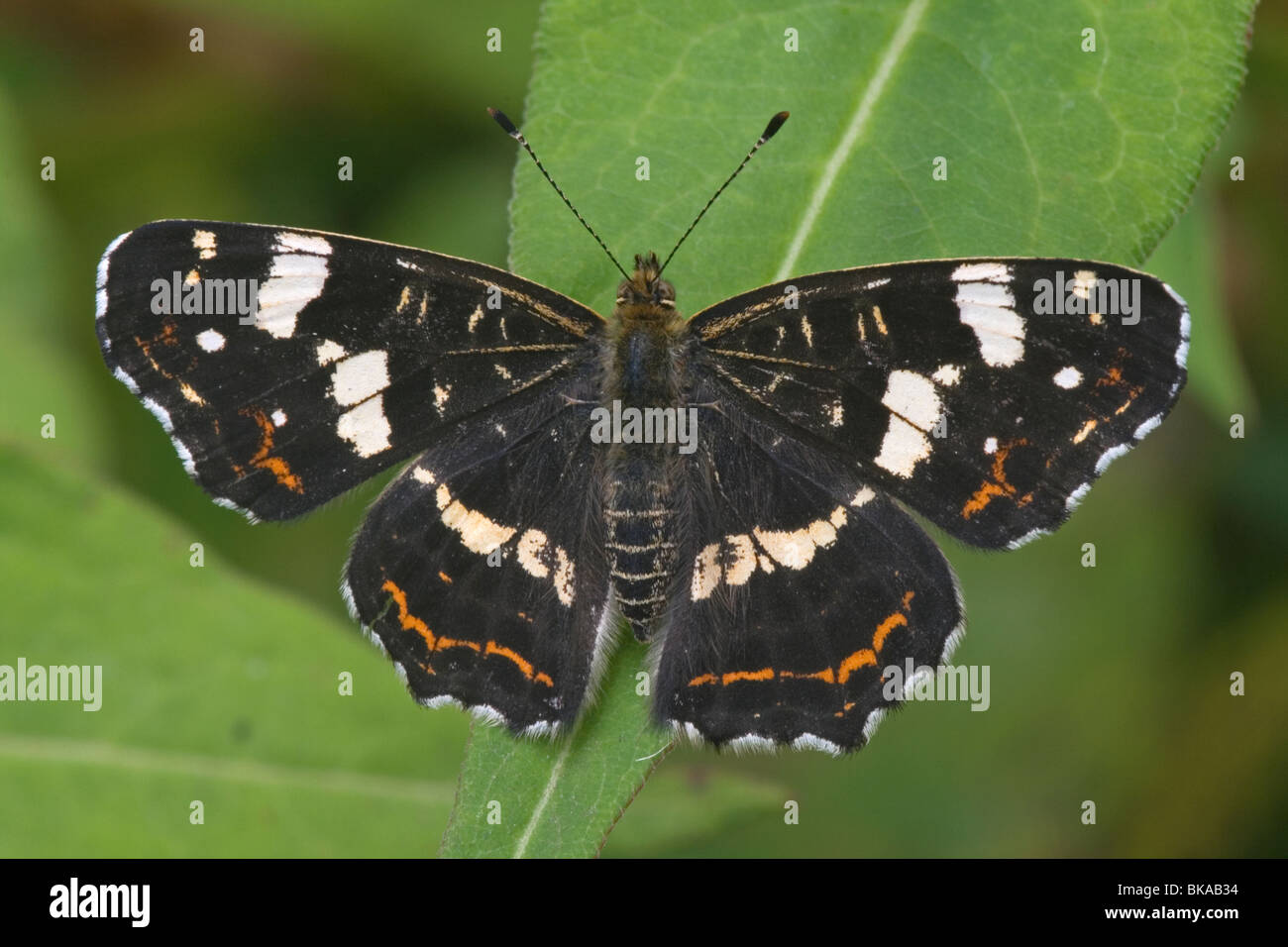 Summer generation of map butterfly hi-res stock photography and images ...