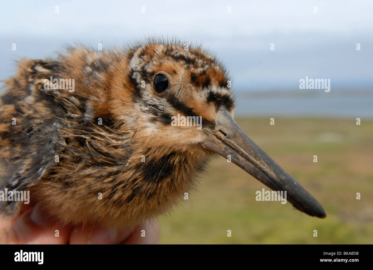 Common snipe chick hi-res stock photography and images - Alamy