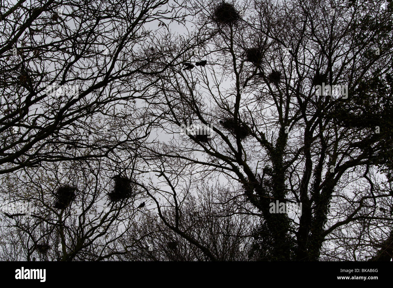 Crow Nest Stock Photos & Crow Nest Stock Images - Alamy