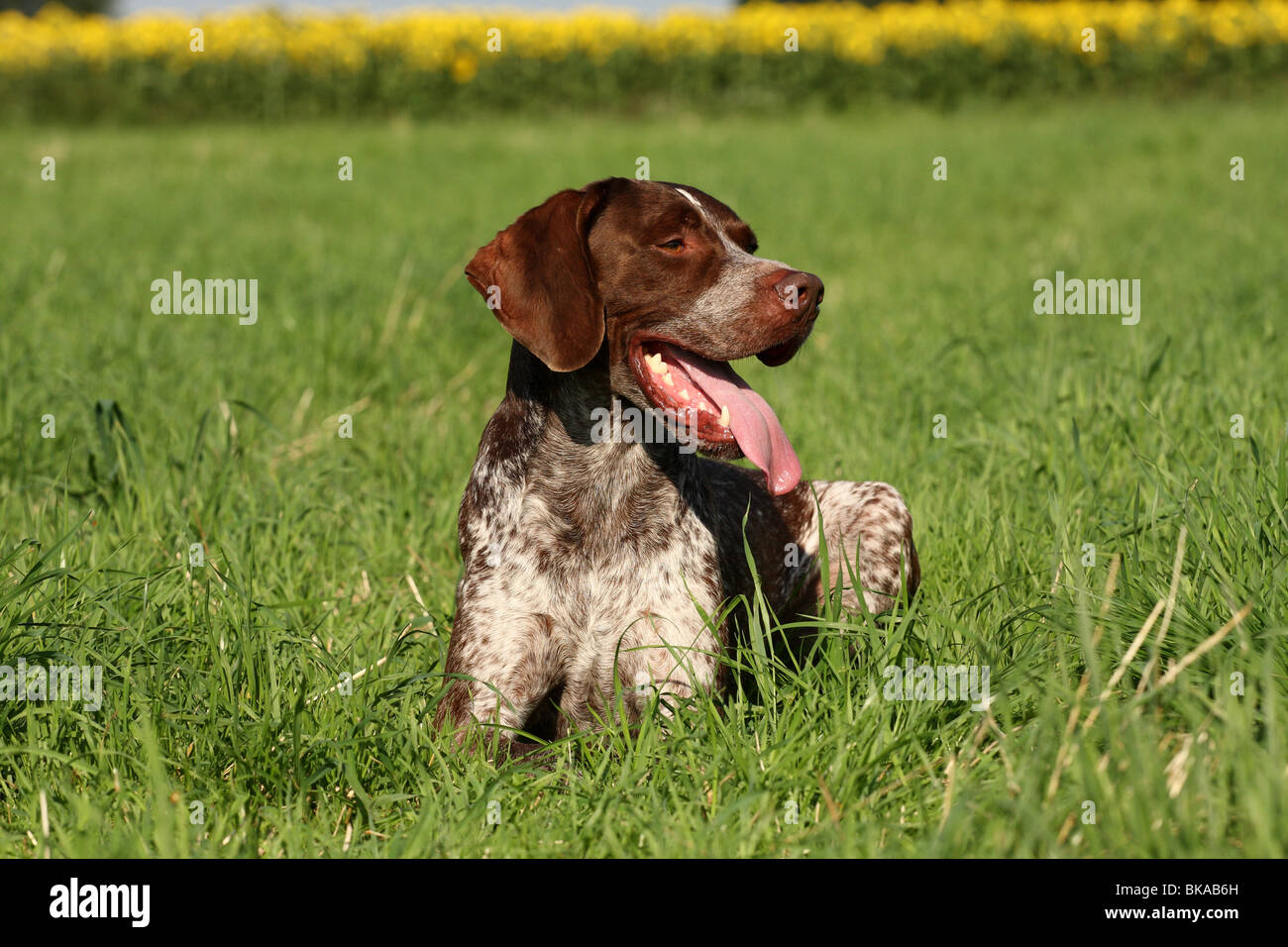 French Pointing Dog Stock Photo - Alamy