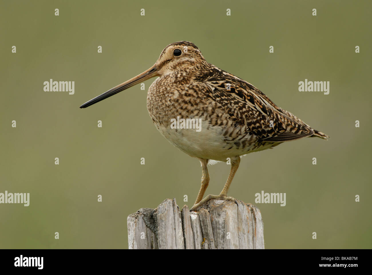 Common Snipe on a poleWatersnip op paal Stock Photo - Alamy