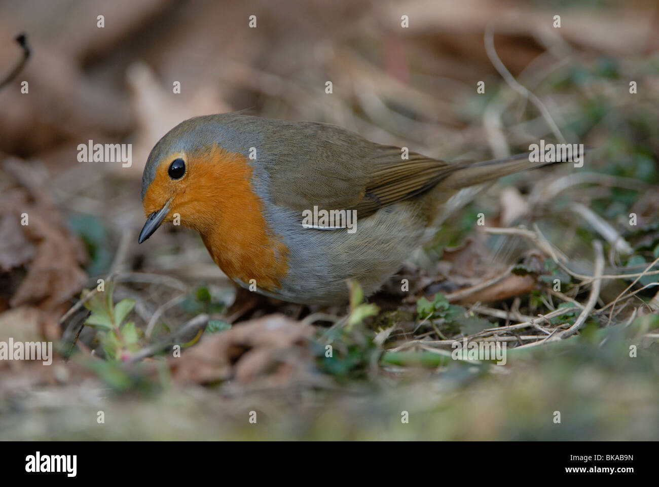 On he ground hi-res stock photography and images - Alamy