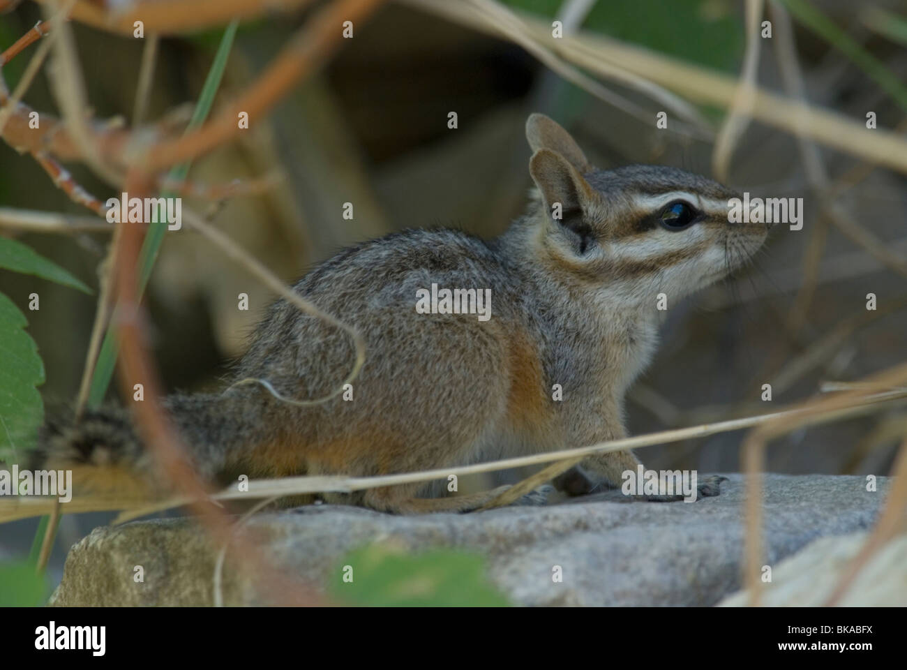 Syntheosciurus brochus hi-res stock photography and images - Alamy