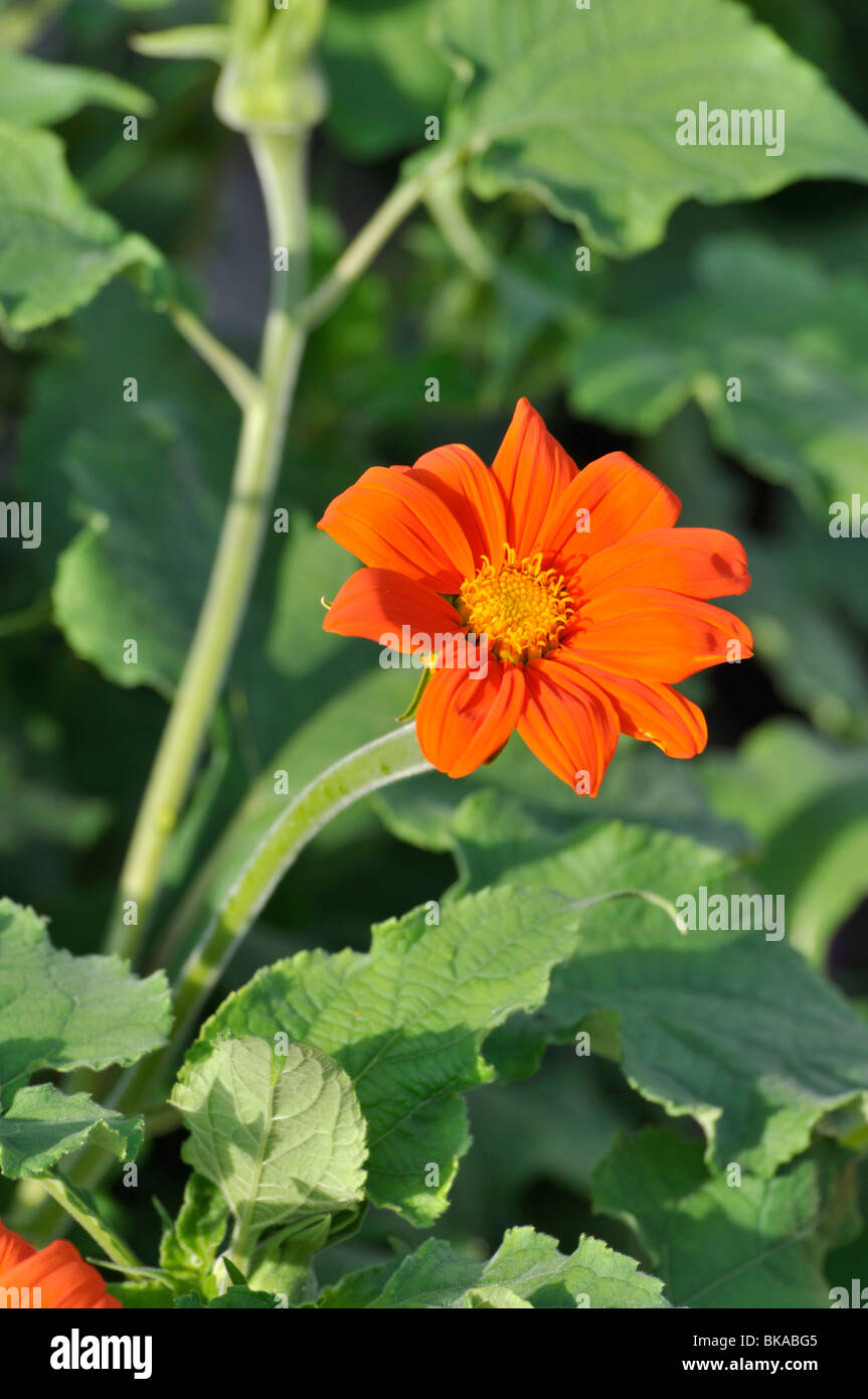 Mexican sunflower (Tithonia rotundifolia Stock Photo - Alamy