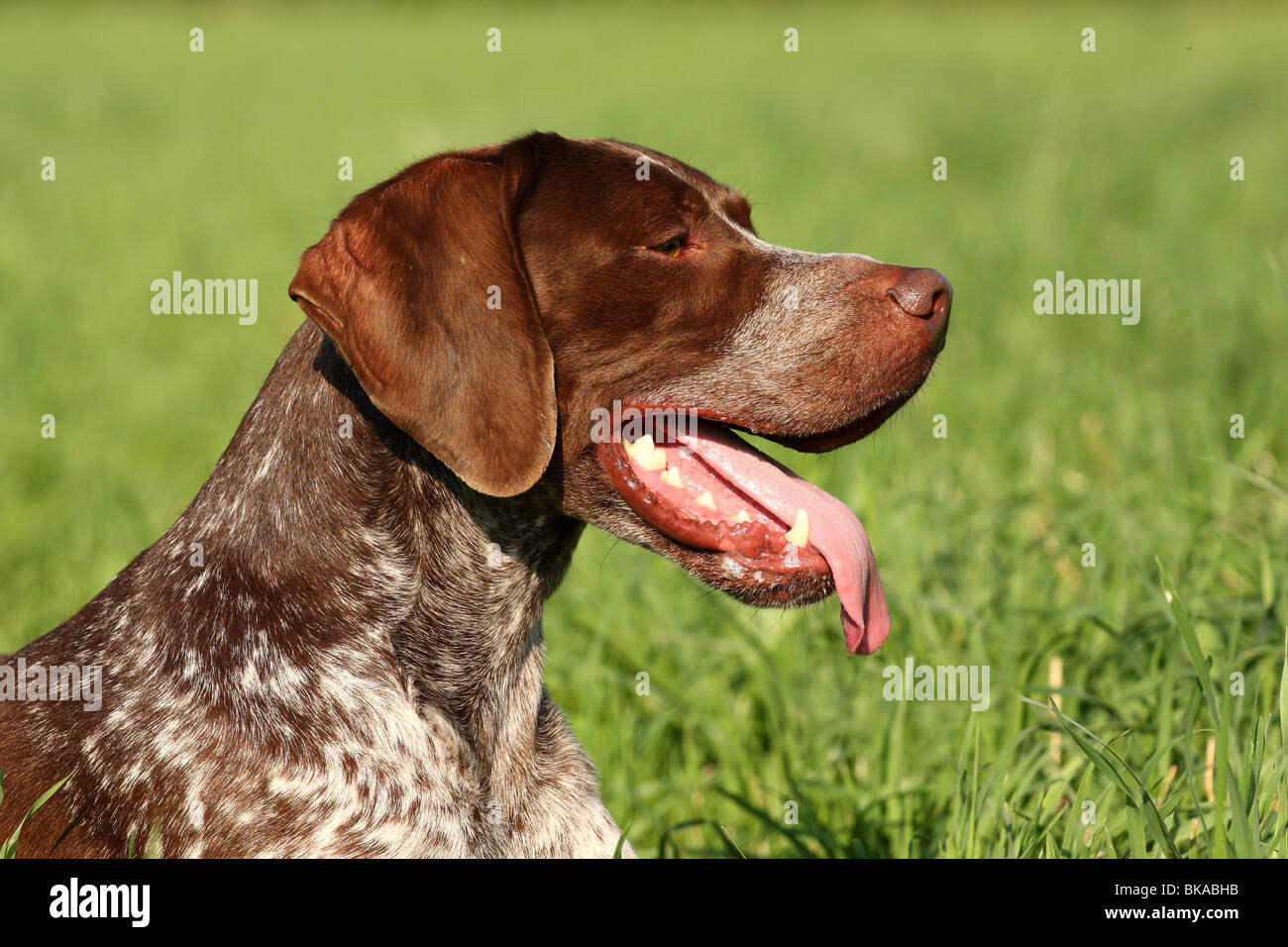 French Hunting Dog Stock Photos & French Hunting Dog Stock Images - Alamy