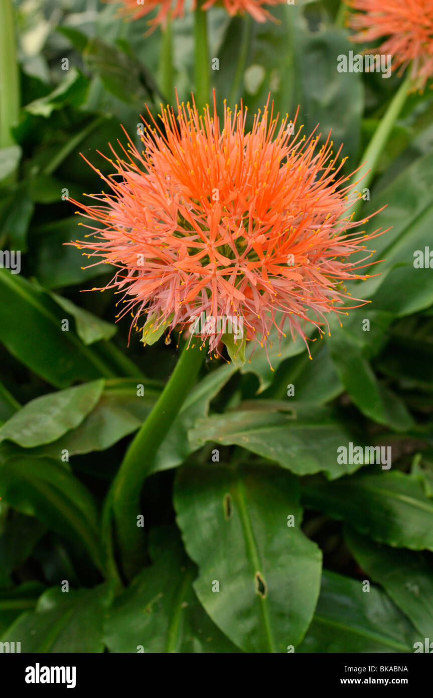 Blood flower (Scadoxus multiflorus syn. Haemanthus multiflorus Stock ...