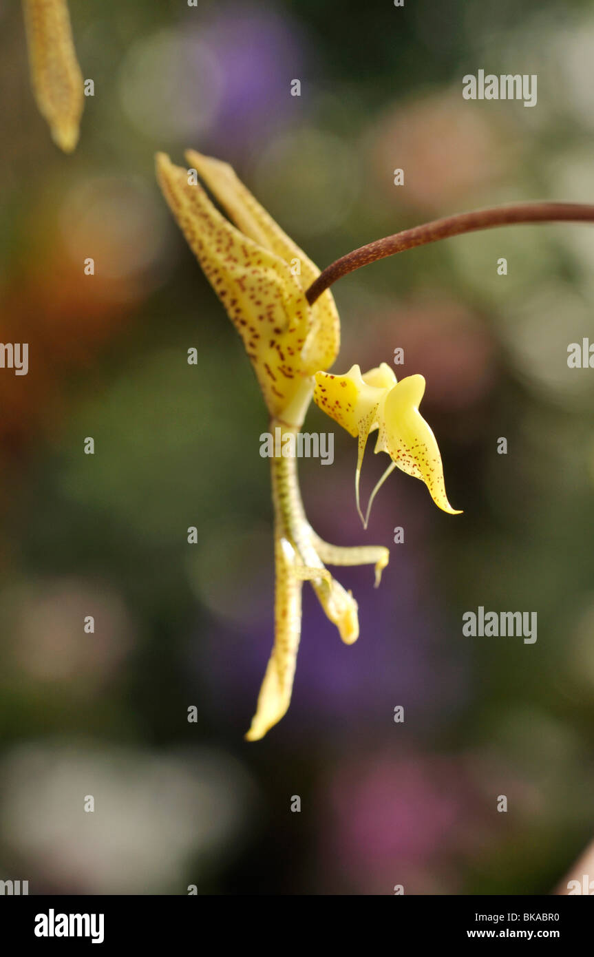 Gongora hi-res stock photography and images - Alamy