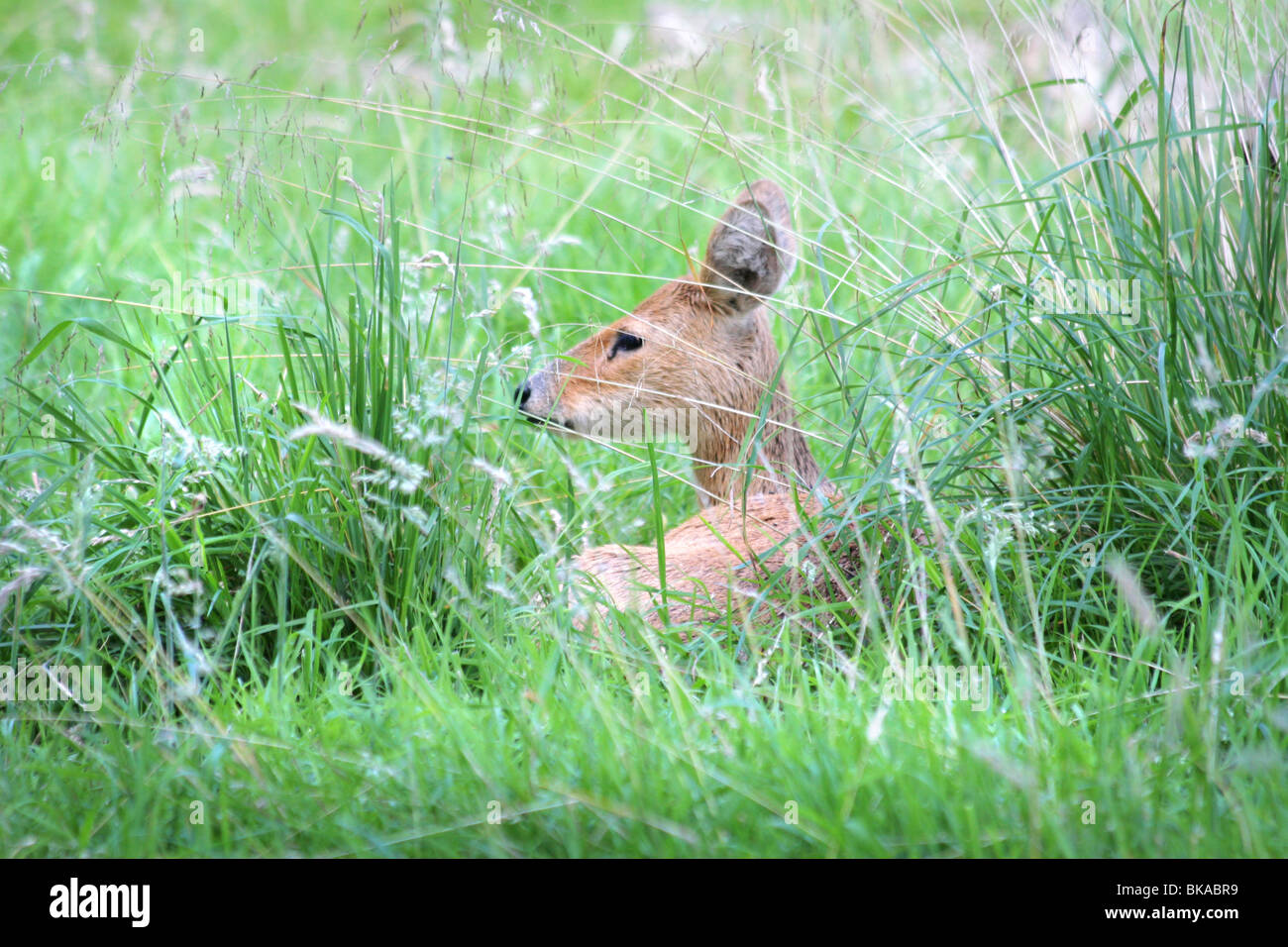 Hidden england hi-res stock photography and images - Alamy
