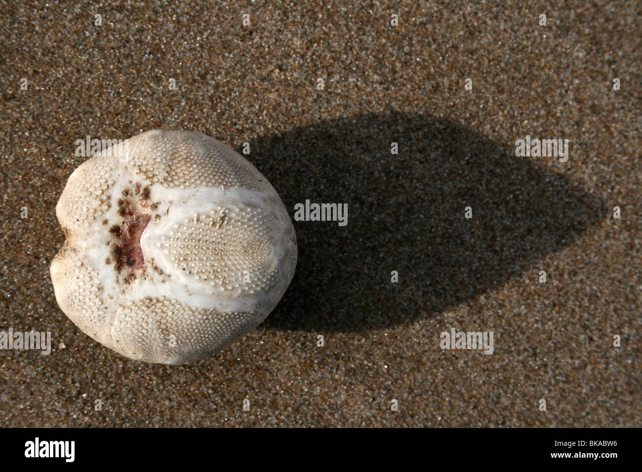 Sea potato hi-res stock photography and images - Alamy