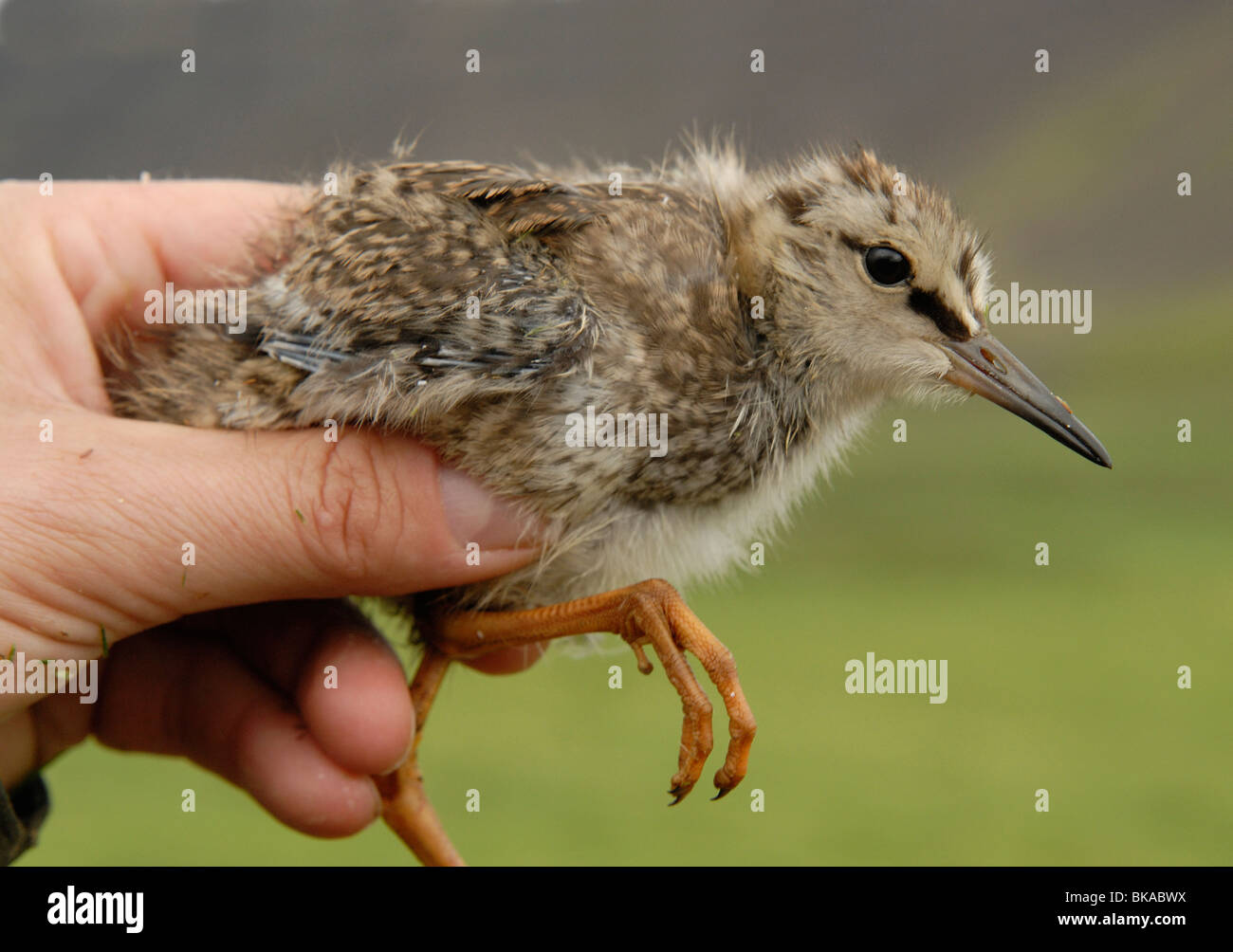 Redshank chicks hi-res stock photography and images - Alamy
