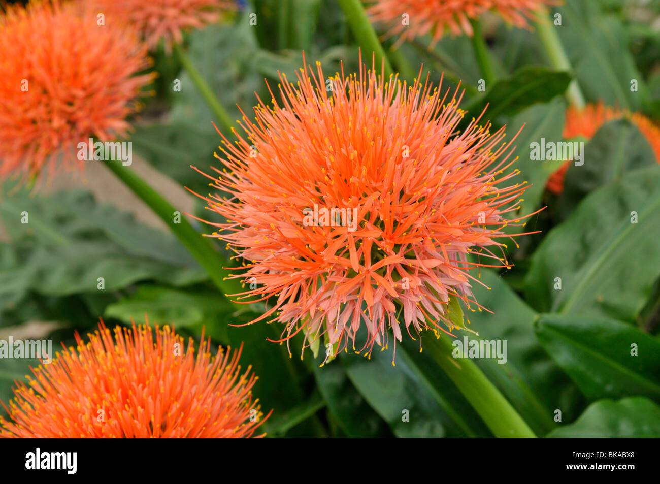 Blood flower (Scadoxus multiflorus syn. Haemanthus multiflorus Stock ...