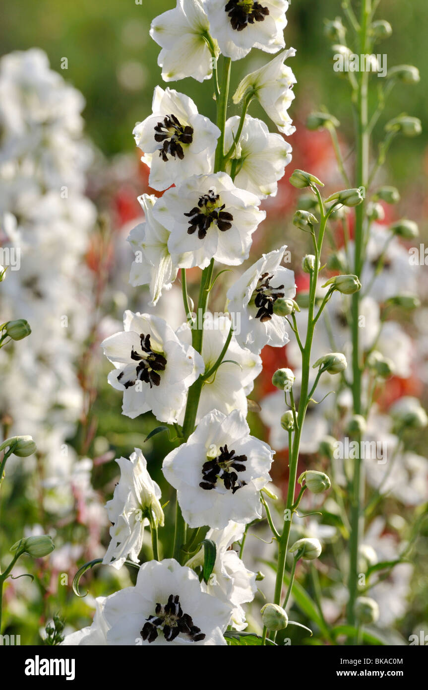 Magic fountains white hi-res stock photography and images - Alamy