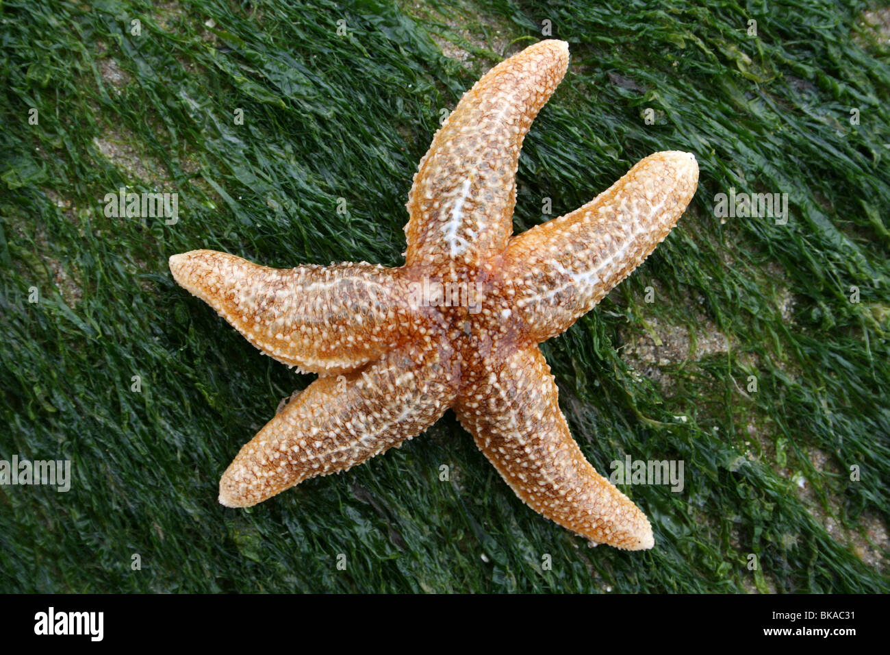 Common Starfish Asterias rubens On Gutweed Enteromorpha sp. Covered ...