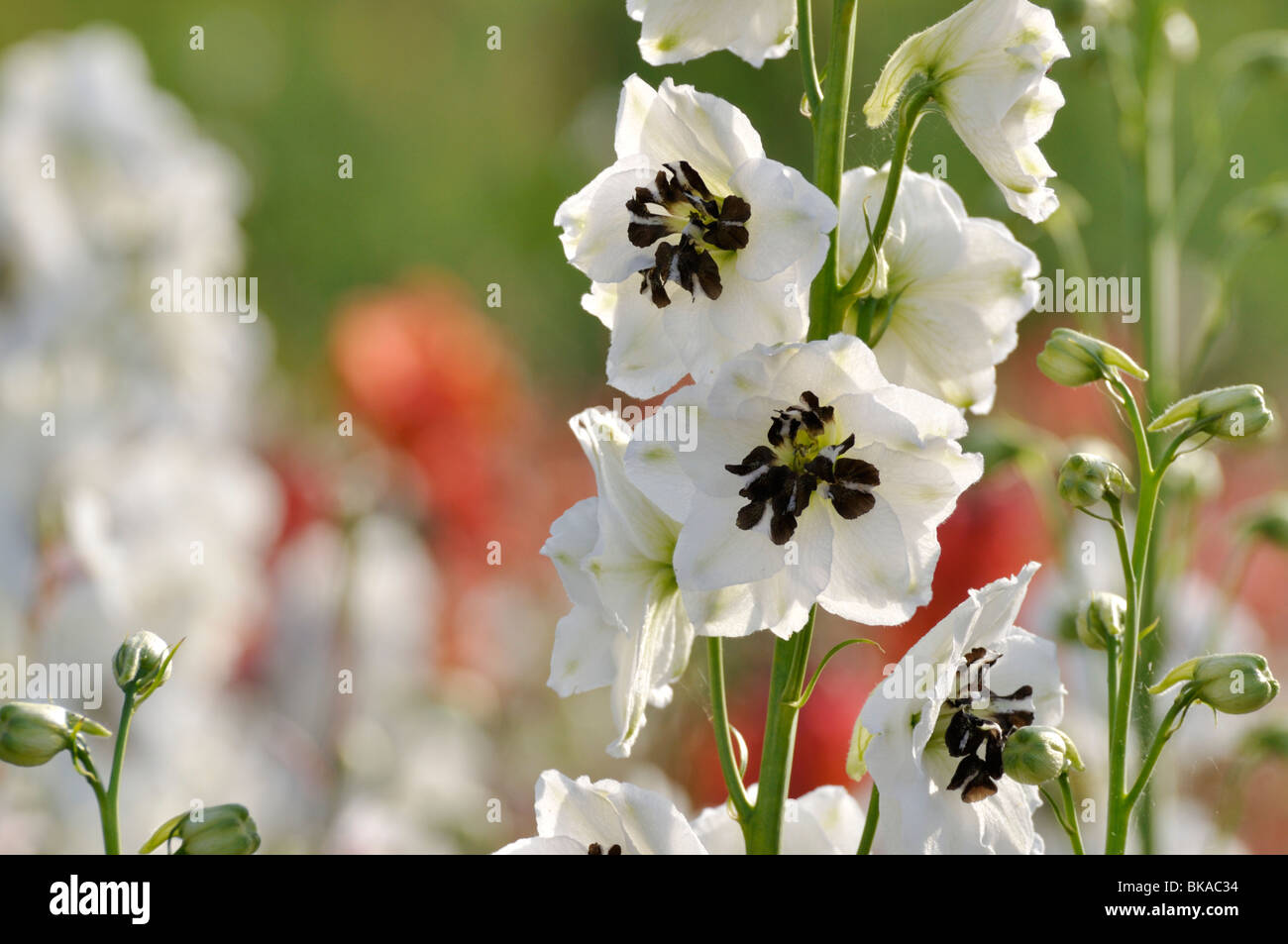 White larkspur hi-res stock photography and images - Alamy