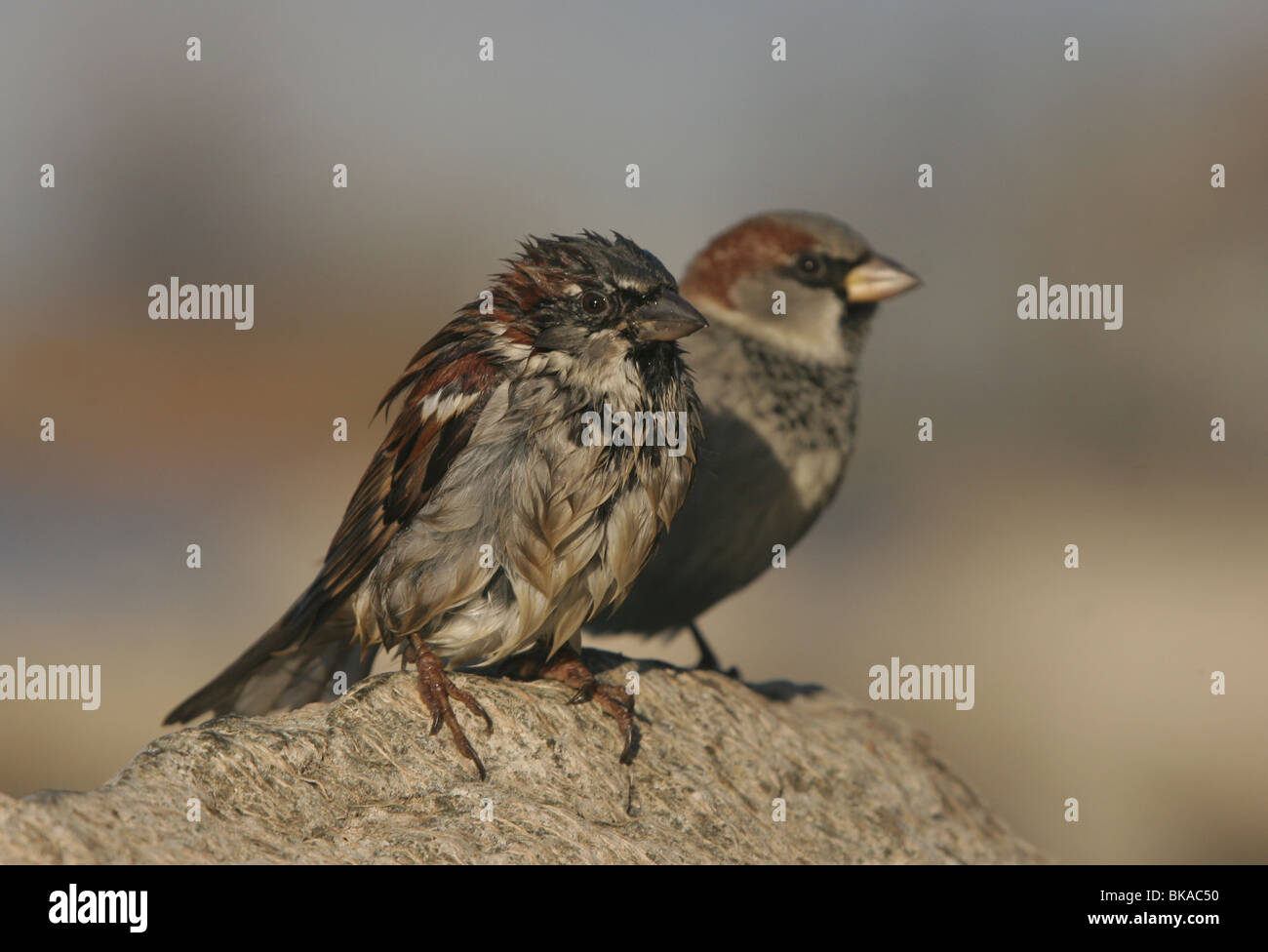 Two house sparrows, male, sitting on a rock, one with a black bill, the ...