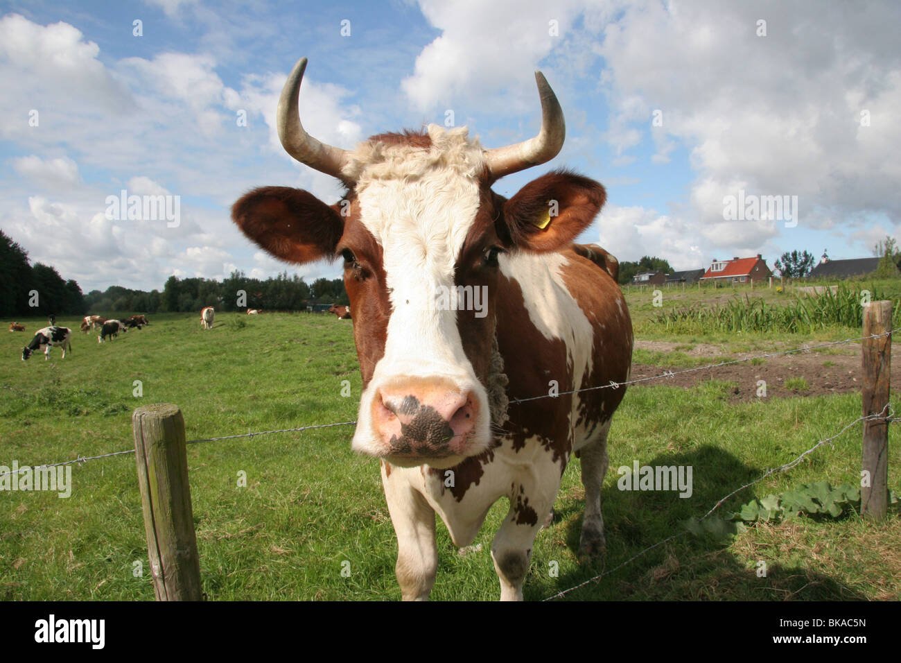 The cows hi-res stock photography and images - Alamy