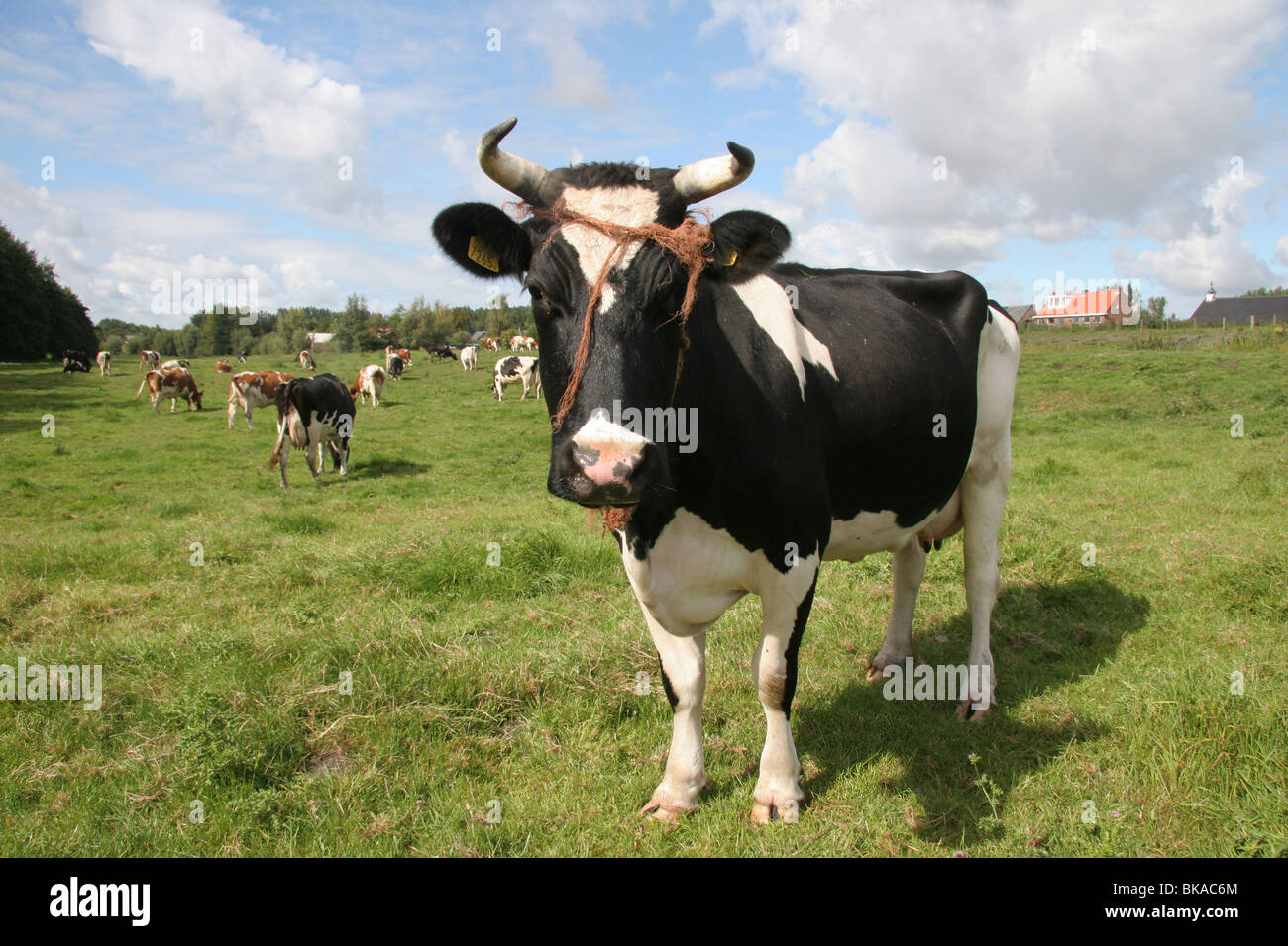 The cows hi-res stock photography and images - Alamy