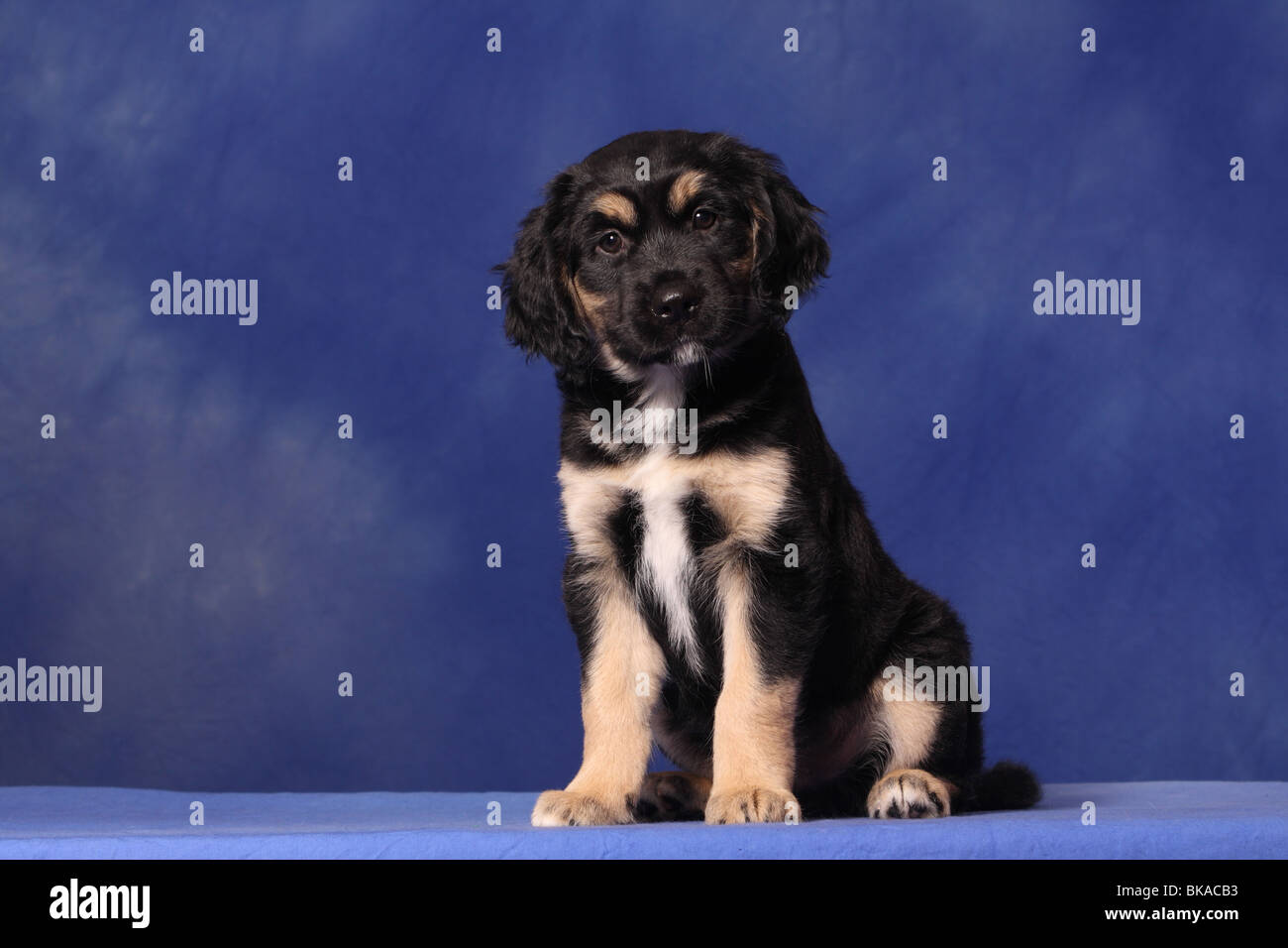 Portuguese Sheepdog Puppy Stock Photo - Alamy