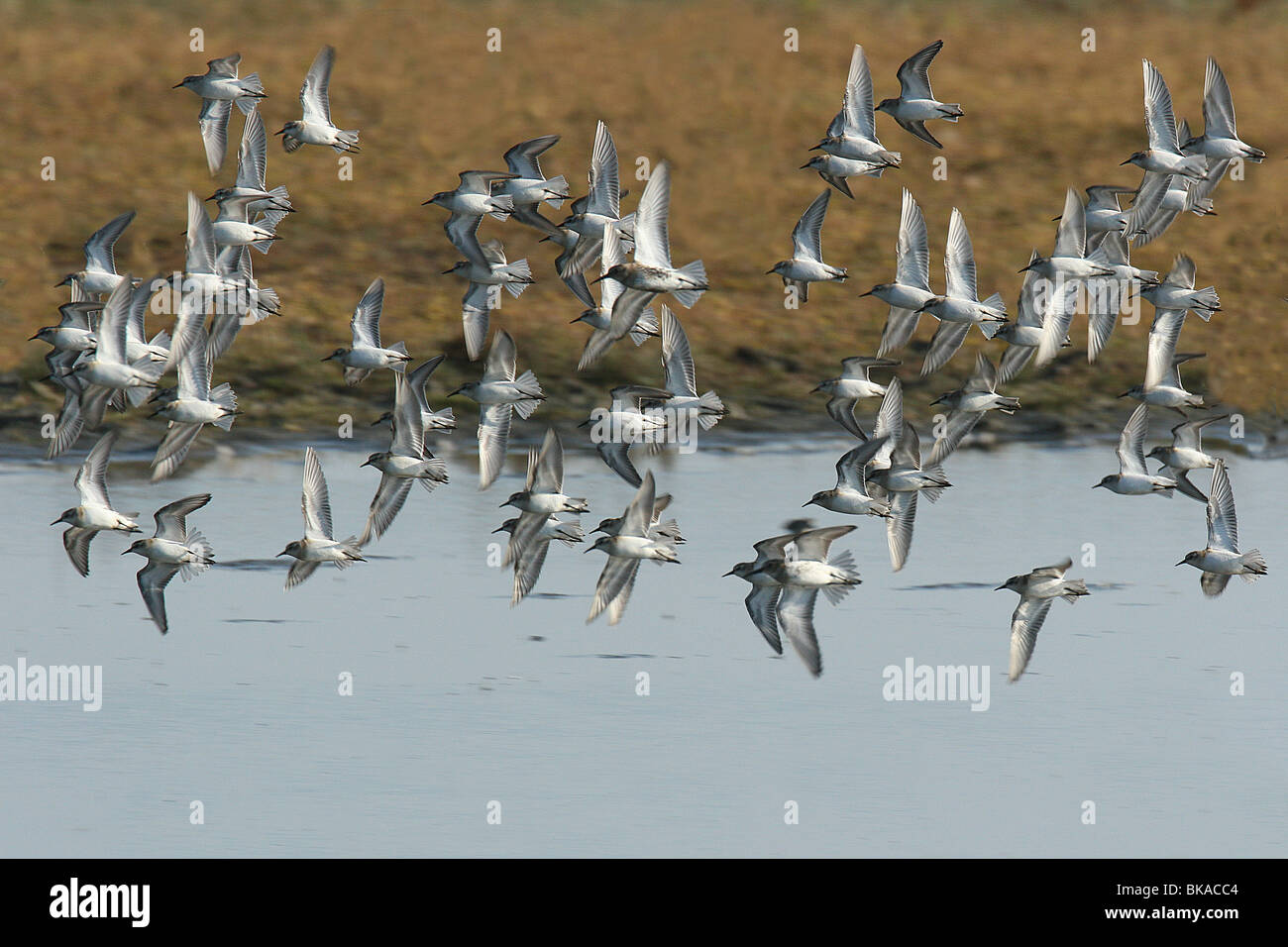 Strandlopers High Resolution Stock Photography and Images - Alamy