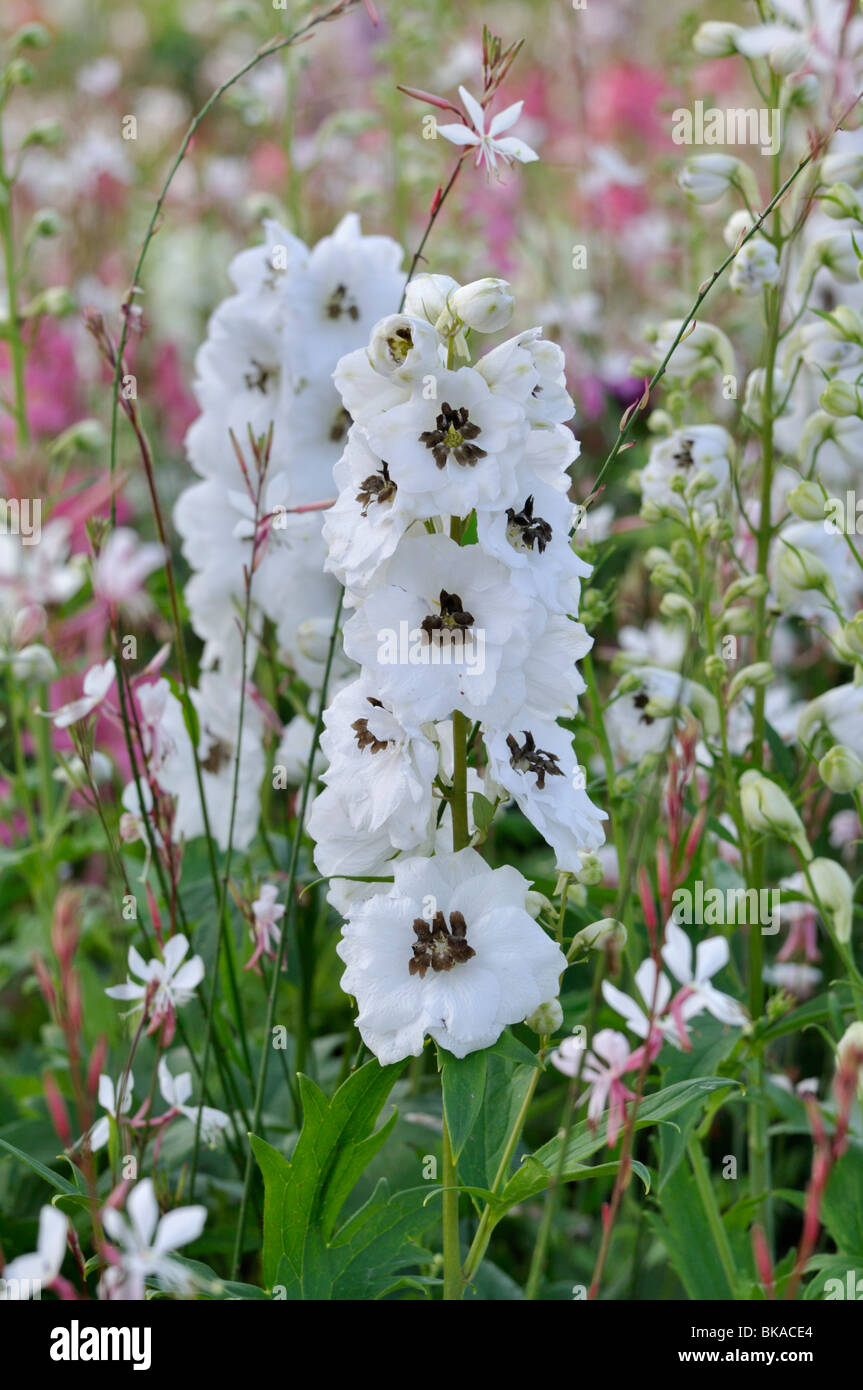 Larkspur (Delphinium x cultorum 'Magic Fountains White' Stock Photo - Alamy