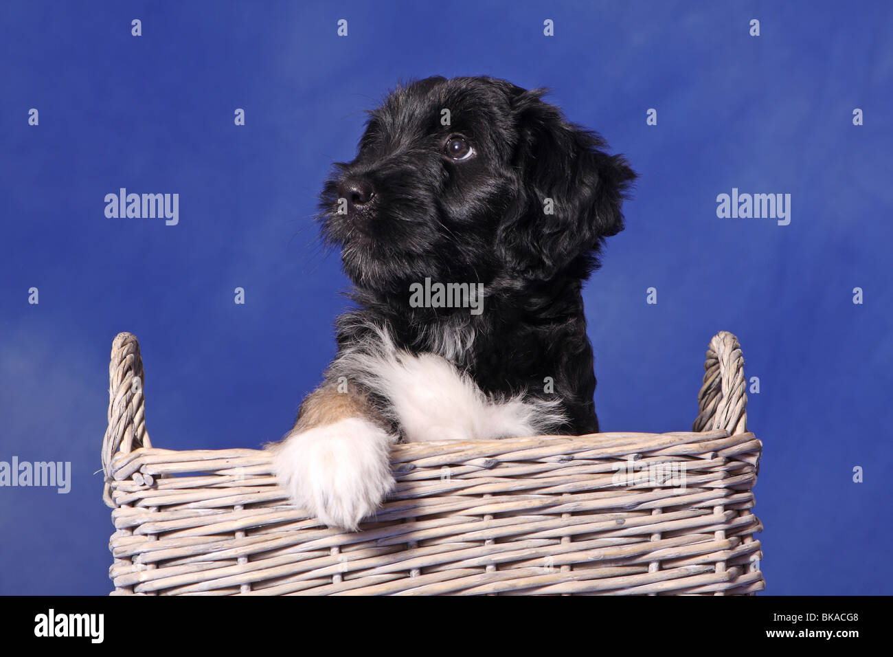 Portuguese Shepherd Dog High Resolution Stock Photography and Images ...