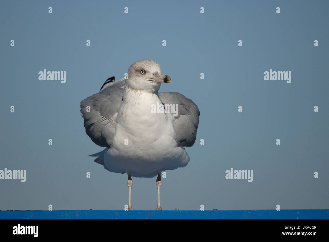 Front view Herring Gull Stock Photo - Alamy