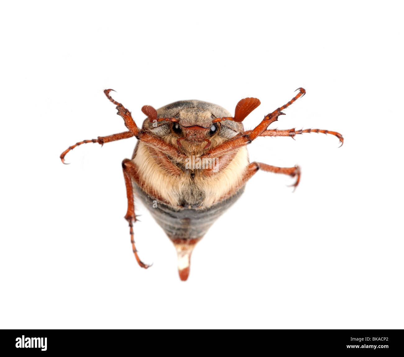 Chafer isolated on white background Stock Photo - Alamy