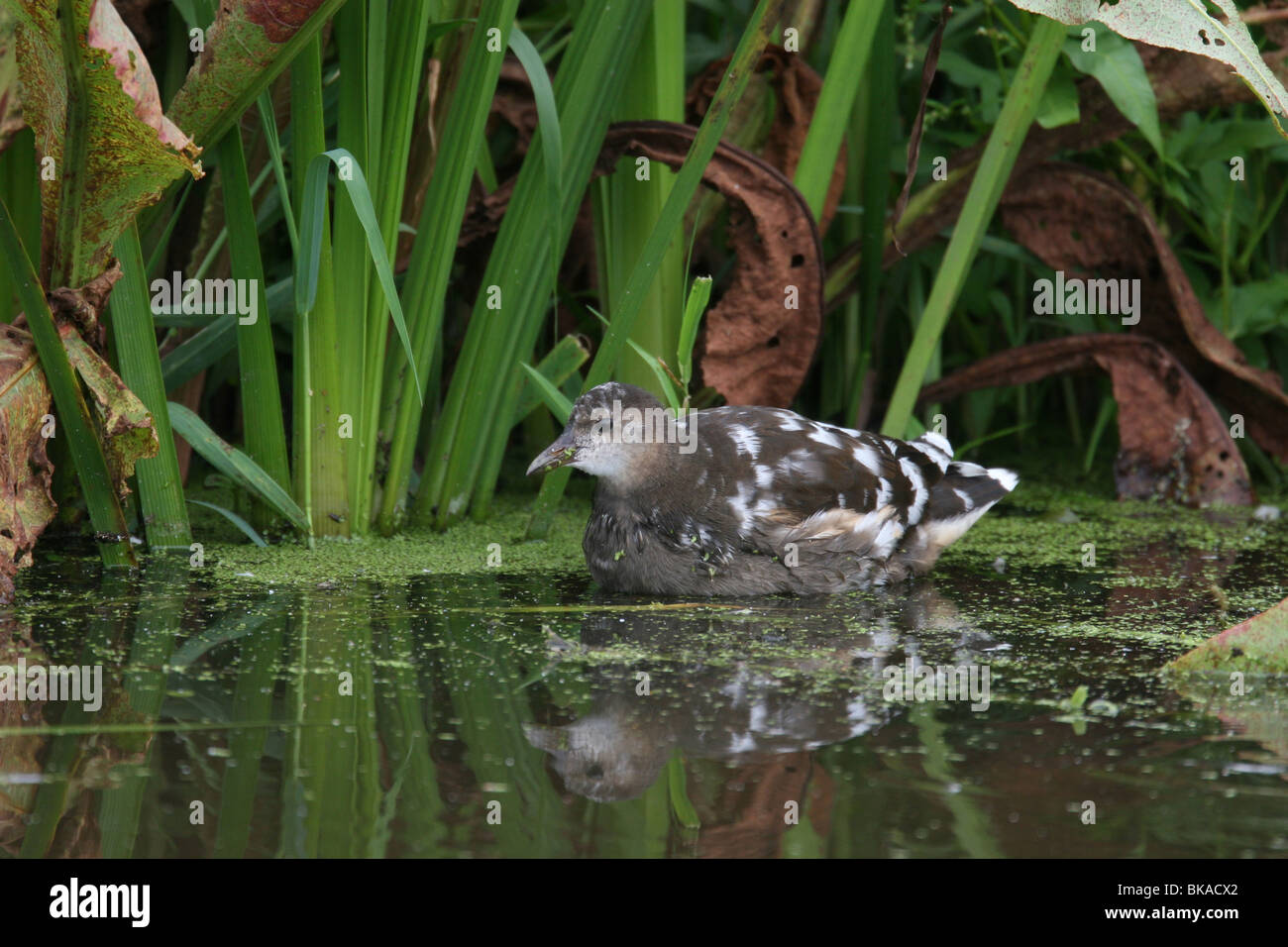 Waterhoen; Moorhen; Gallinula Chloropus Stock Photo - Alamy