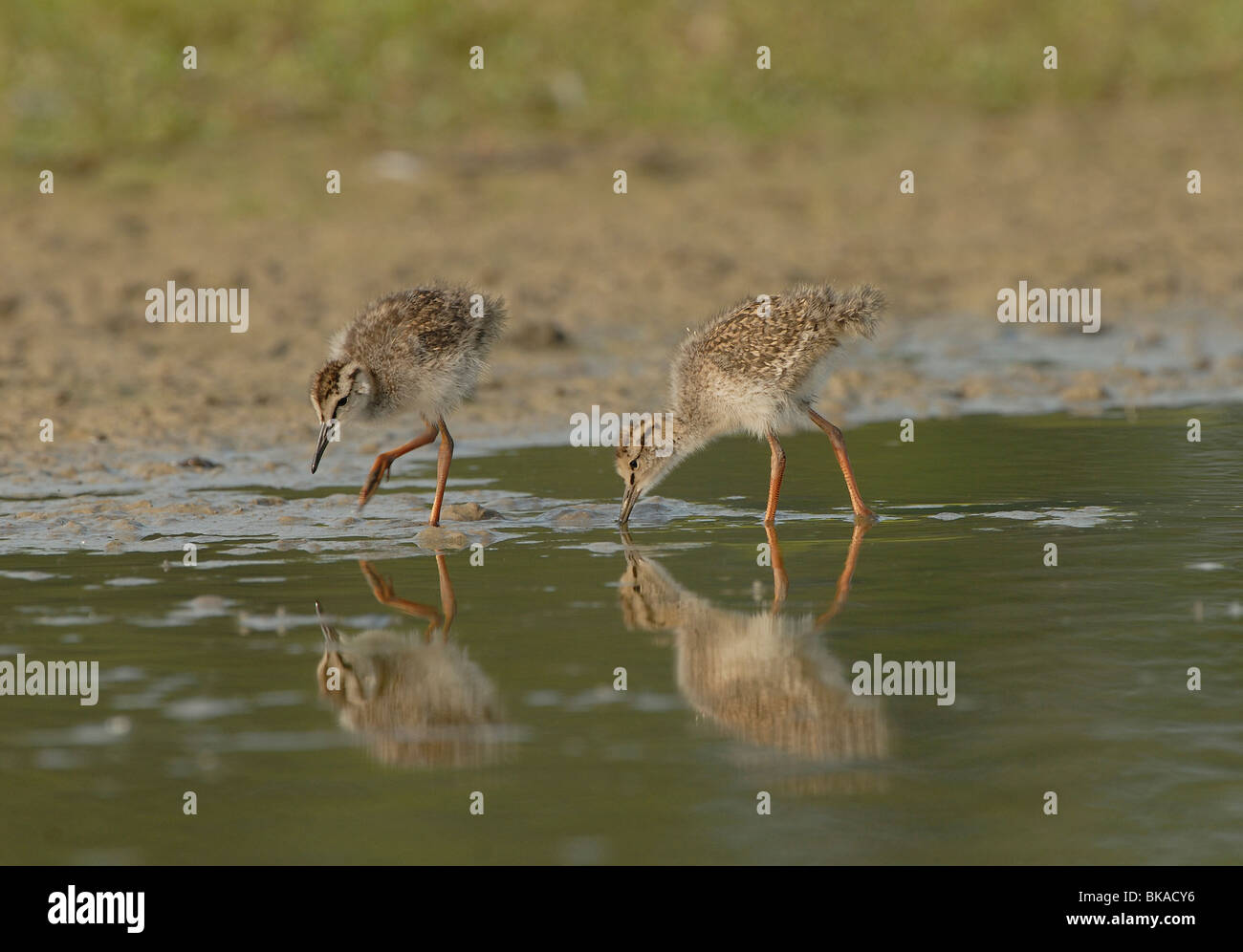Common Redshank two chicks, 2 weeks old in wetlandTureluur twee kuikens ...