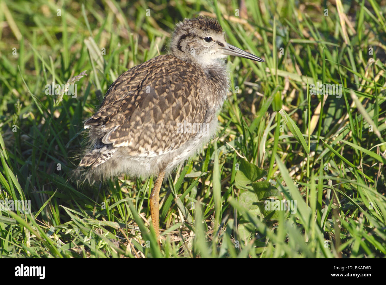 tureluur kuiken drie weken oudCommon Redshank chick 3 weeks old Stock ...