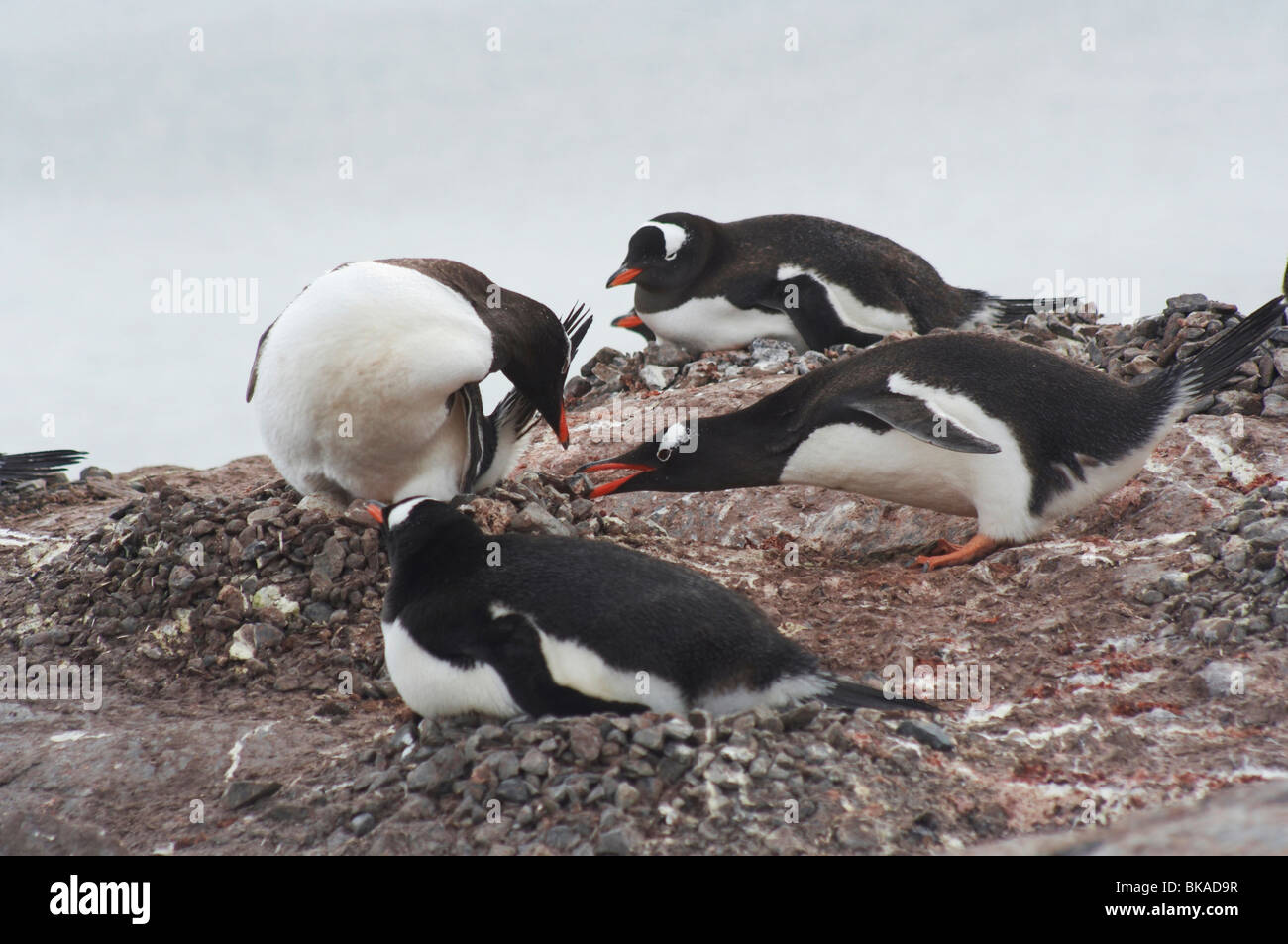 A Gentoo Penguin stealing a pebble from a neighbouring nest - Een ...