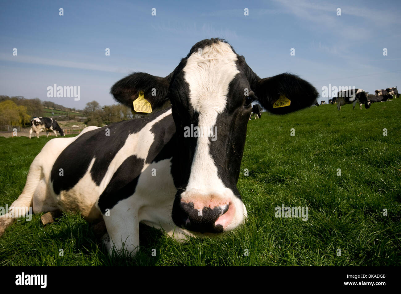 Cows sitting down hi-res stock photography and images - Alamy