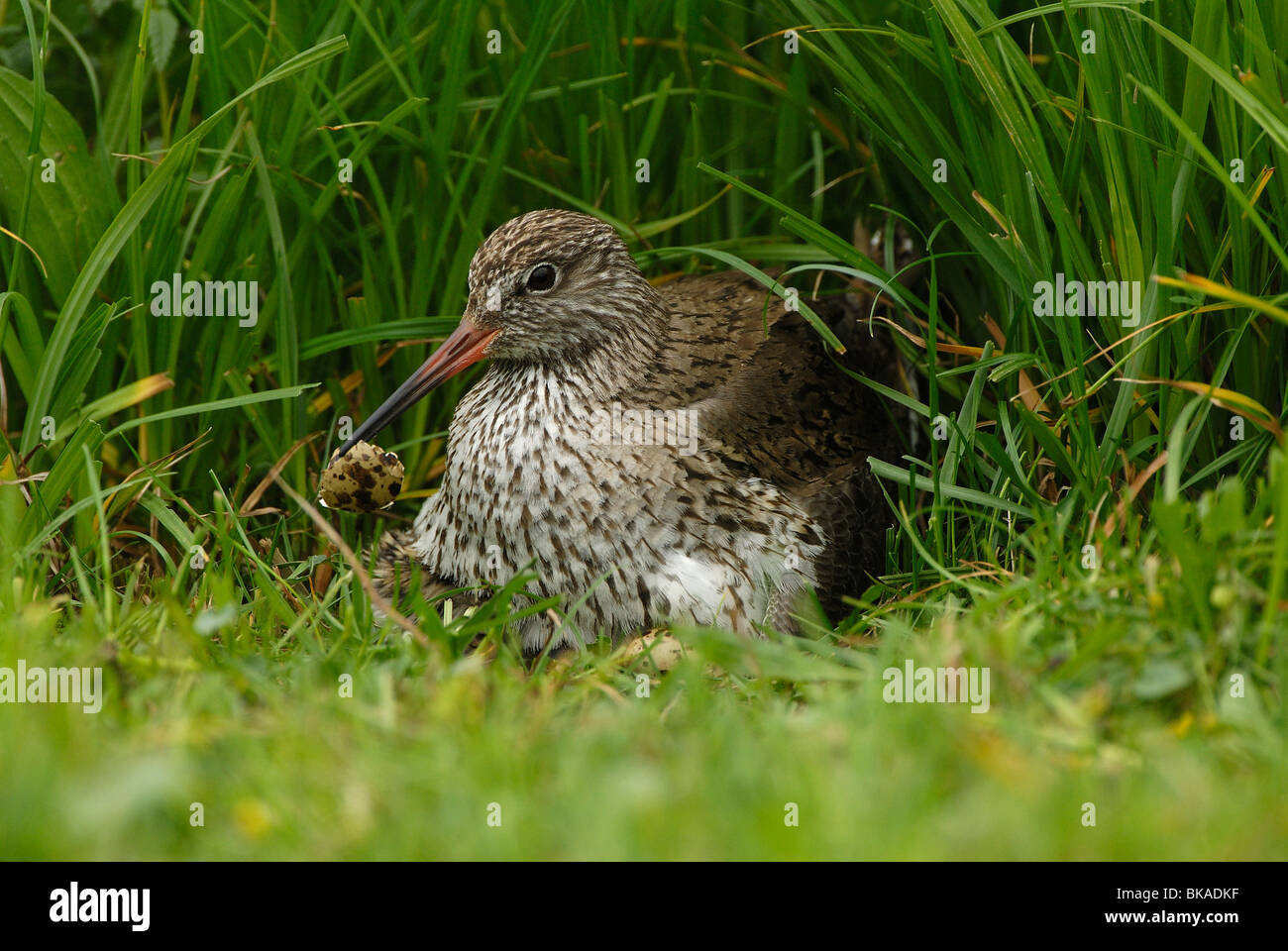 Common Redshank on his nest with egg-shell in the billTureluur op nest ...