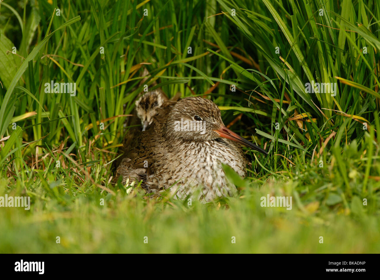 Redshank chicks hi-res stock photography and images - Alamy