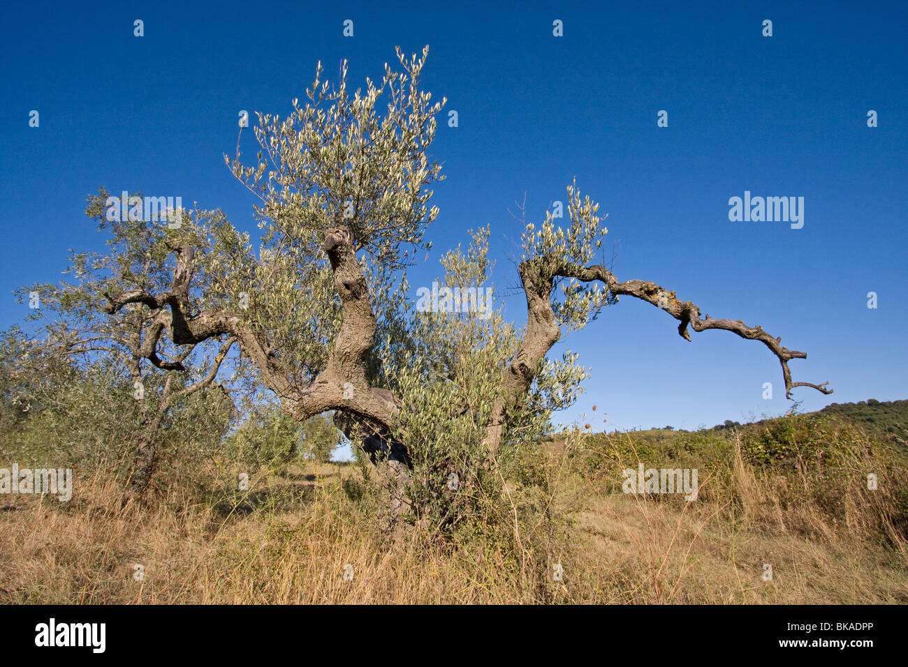 Olive tree olivenbaum hi-res stock photography and images - Alamy