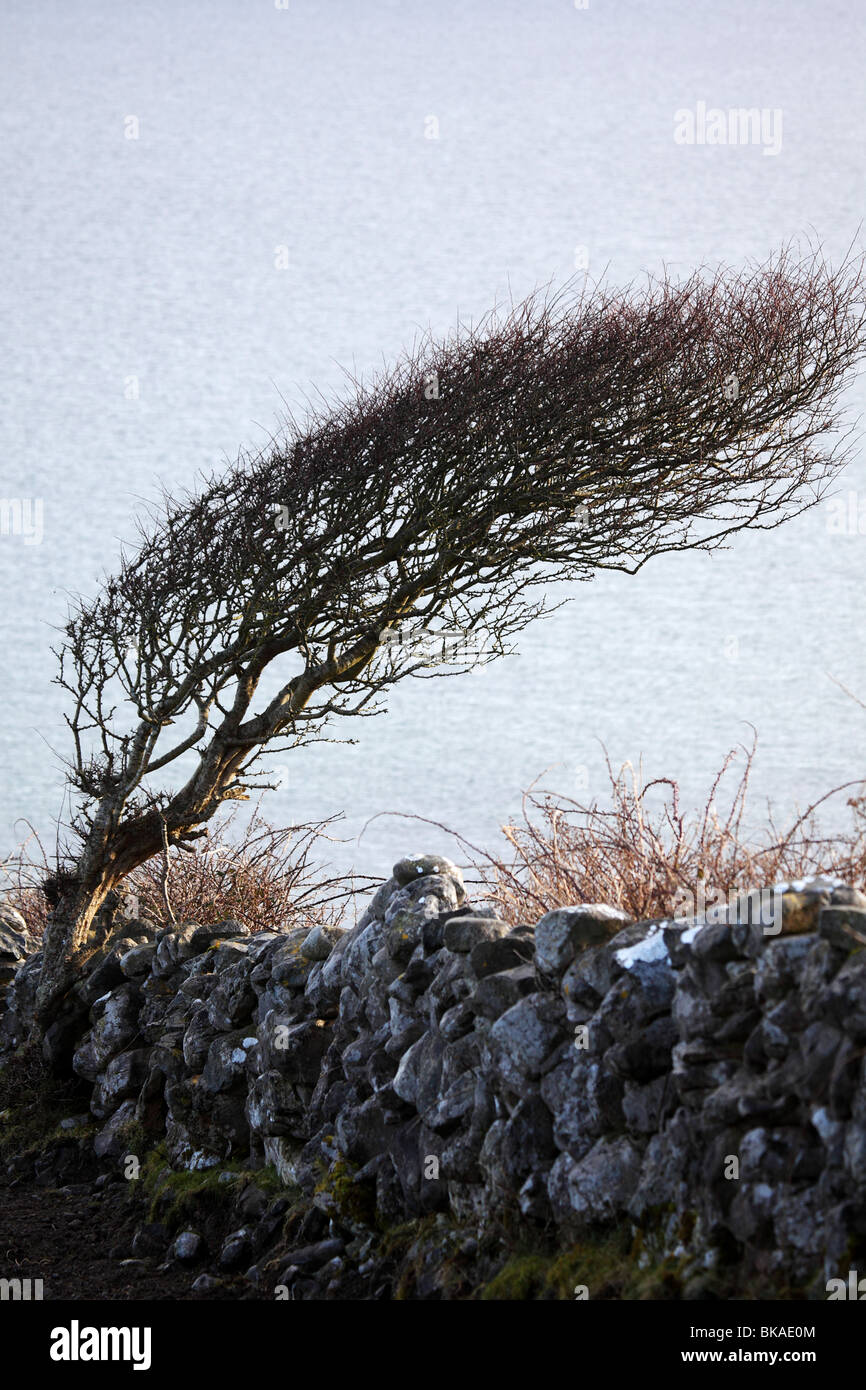 a tree bent by years of growing in the strong winds on the west coast ...