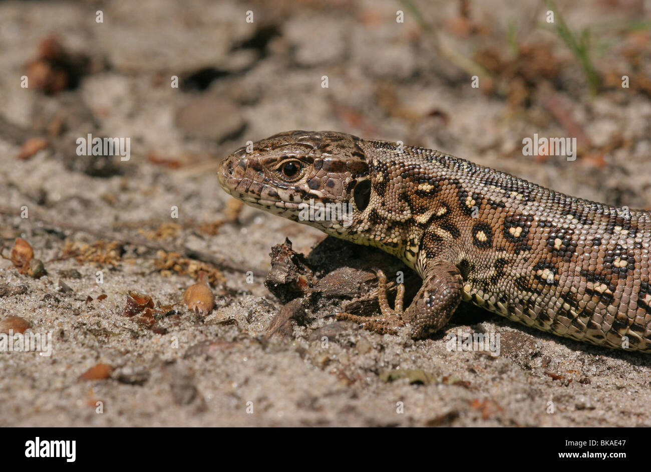 Female Sand lizard Stock Photo - Alamy